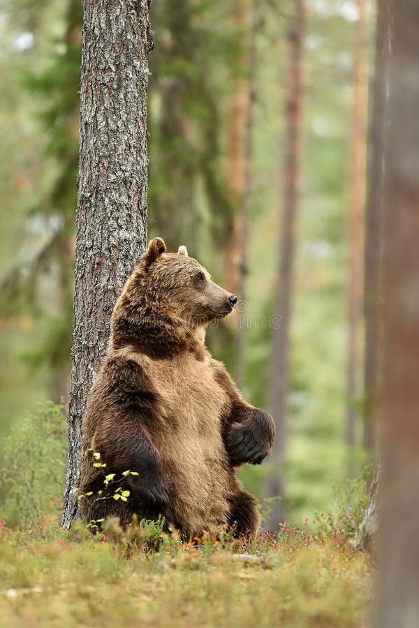 Bear Standing Against a Tree in Forest Stock Photo - Image of adult ...