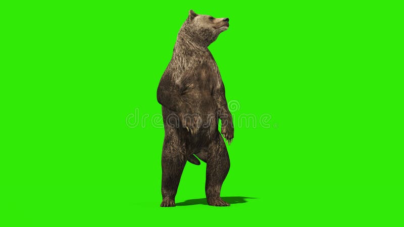 Bear Standing Green Screen 3D Rendering Animation 4K Stock Video ...