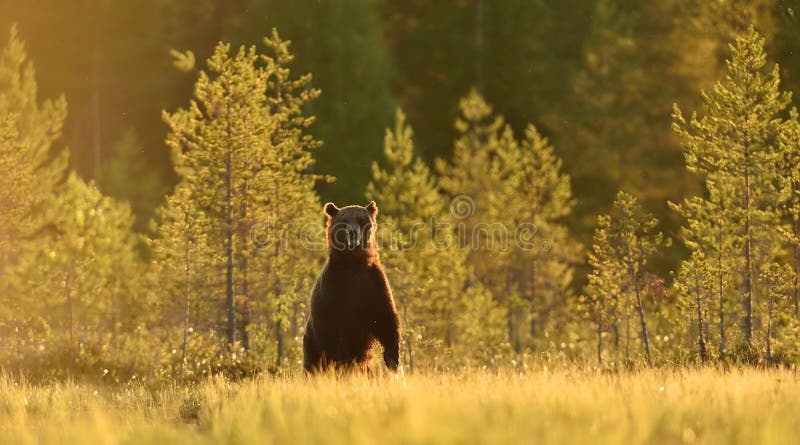 Bear Standing in Summer Landscape Stock Image - Image of brown, trees ...