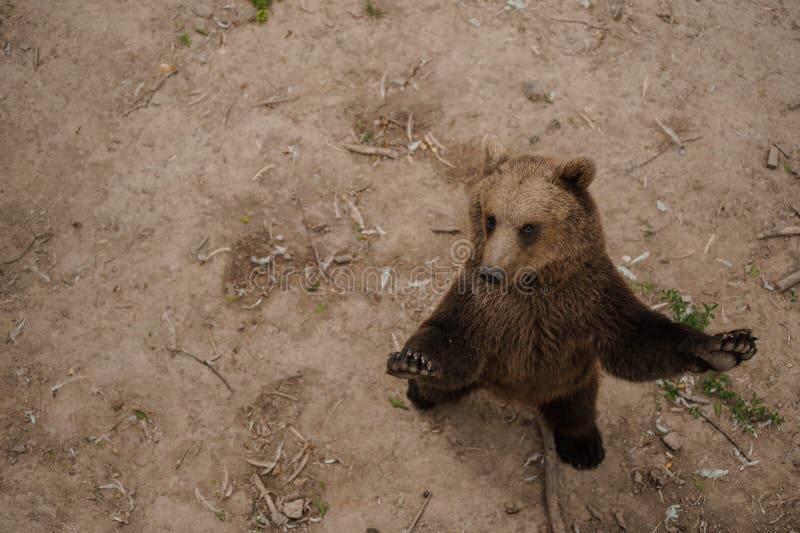 The Bear Stands on Two Legs. Brown Bear in the Forest Stock Image ...