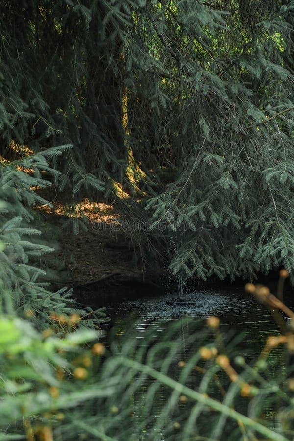 Bear Strolls by the River, Dipping Its Paws in the Water Stock Photo ...