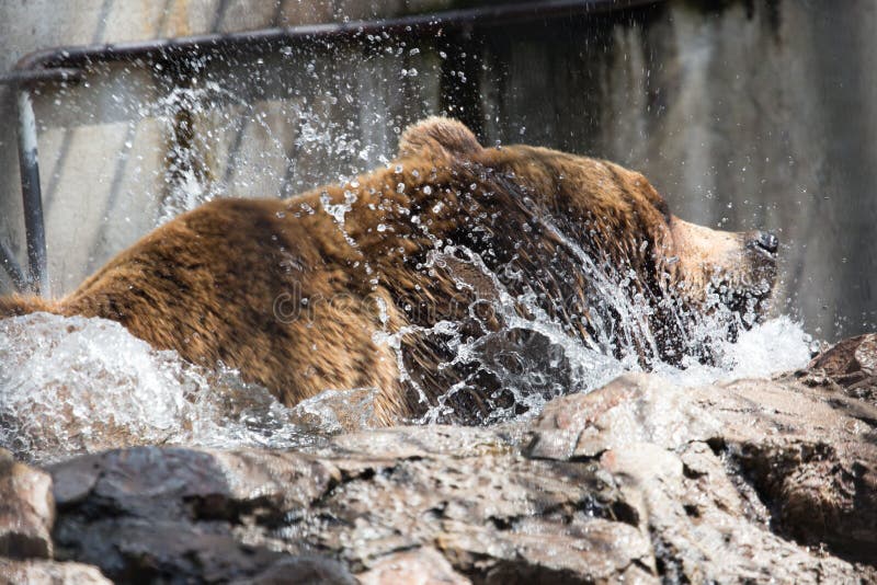 Bear swims in the pool stock image. Image of animal - 110115189