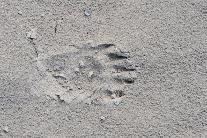 Bear track stock photo. Image of sand, yukon, black, territory - 26693570