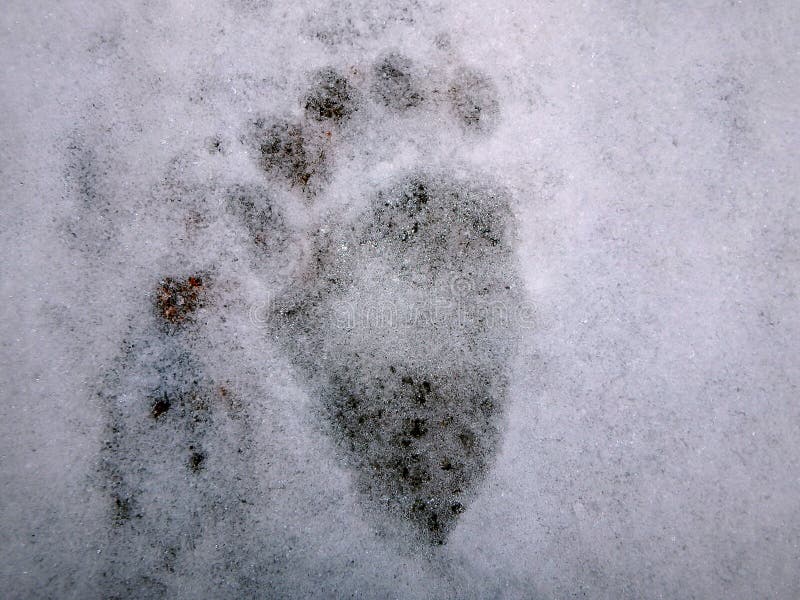 Bear tracks in the snow stock photo. Image of trail, track - 87006582