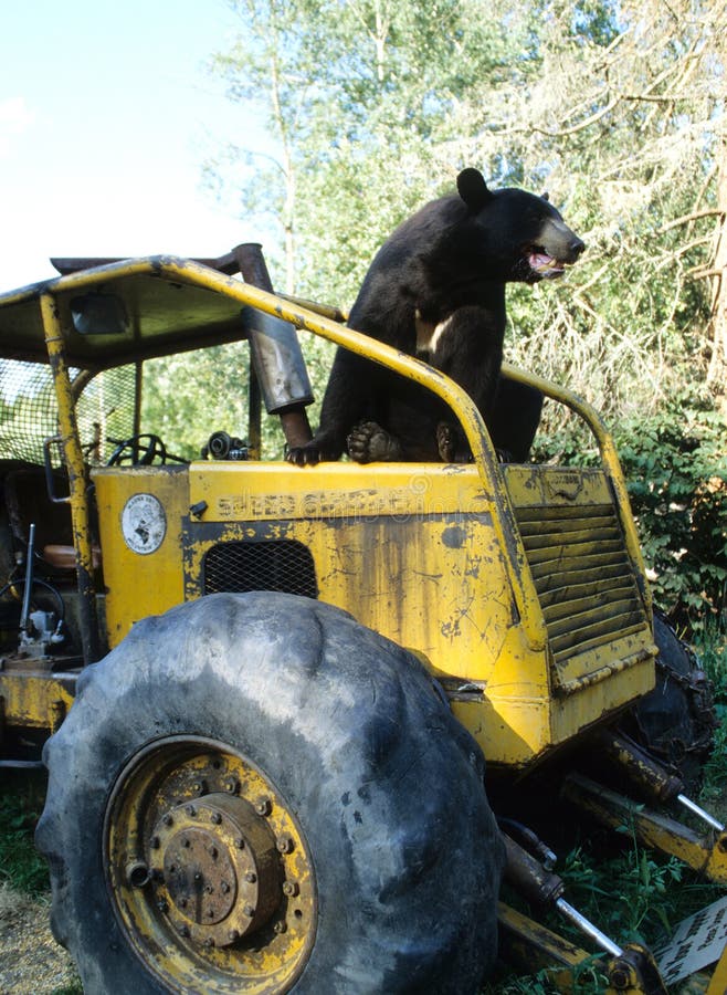 Bear on a Tractor stock photo. Image of wildlife, american - 4730046