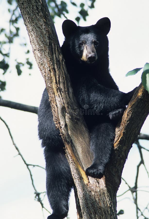 Bear in a Tree stock image. Image of climber, tree, bear - 4729859