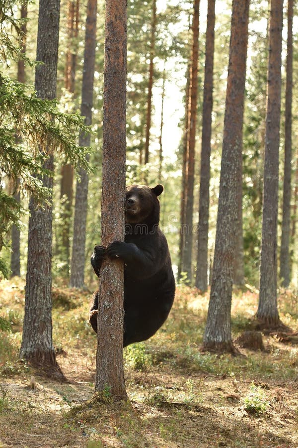 Bear climbing on a tree stock image. Image of daylight - 140373859
