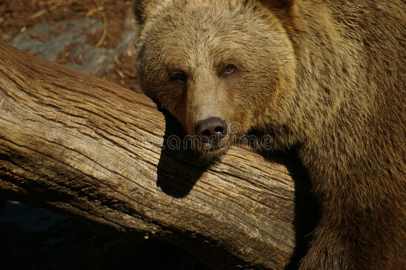 Bear on a trunk 1 stock photo. Image of brown, wild, forest - 4266538