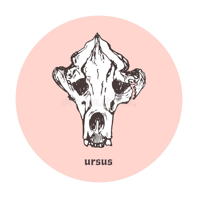 Bear or Ursus Spalaeus Hand Drawn Art in Circle. Sketch Skull Icon ...