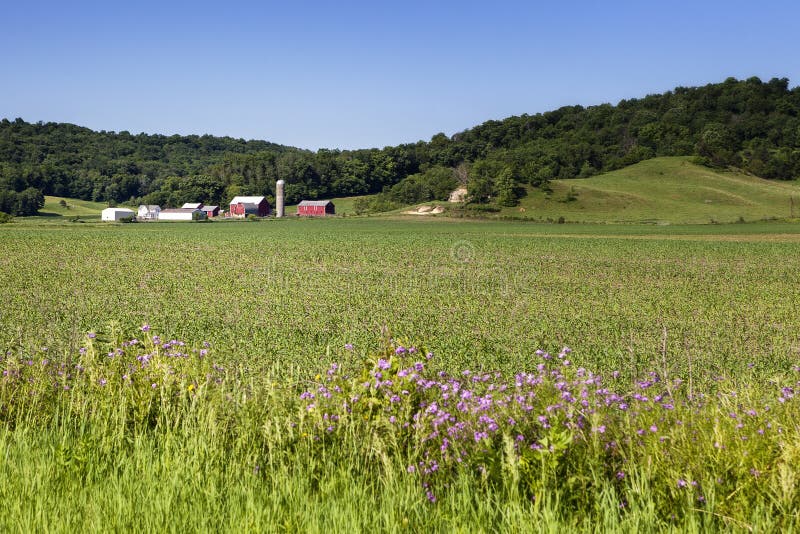 Bear Valley Farm stock photo. Image of alphalpha, clover - 44221580