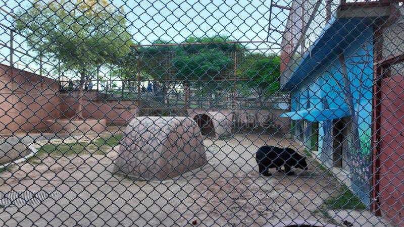 Bear Walking Behind a Chain Link Fence in the Cage at the Zoo Park ...