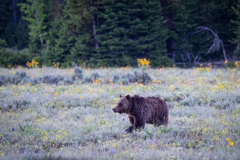 Bear walking in field stock image. Image of wild, grizzly - 265897513