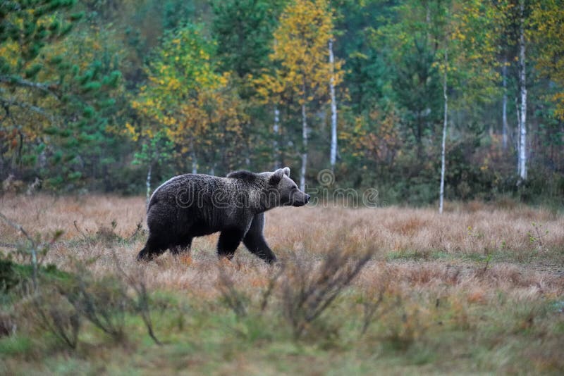 Bear walking in the swamp stock photo. Image of leaves - 22706012