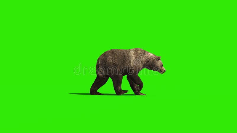 Bear Walks Green Screen Side 3D Rendering Animation 4K Stock Footage ...