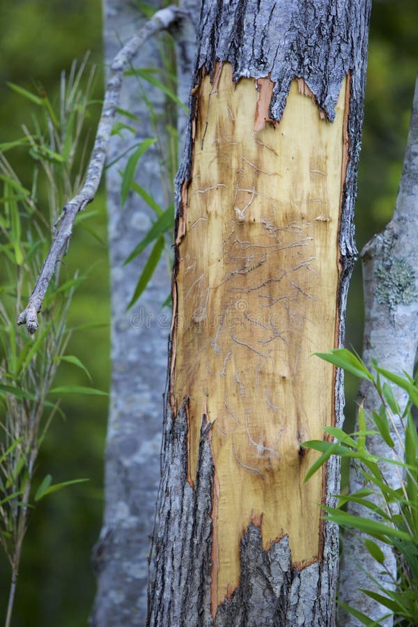 Bear Scratch stock photo. Image of post, scent, scratched - 72501700