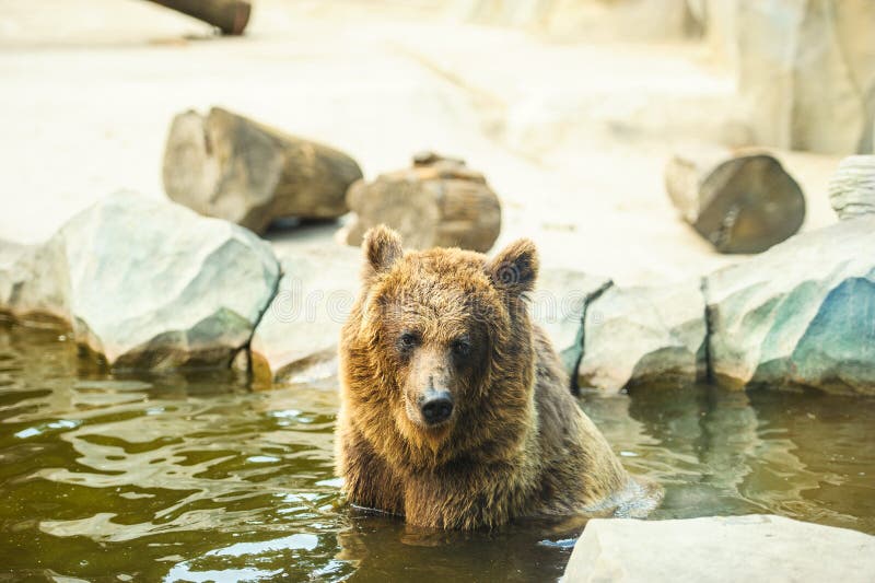 Bear in water stock photo. Image of arctic, hairy, alaska - 163290192