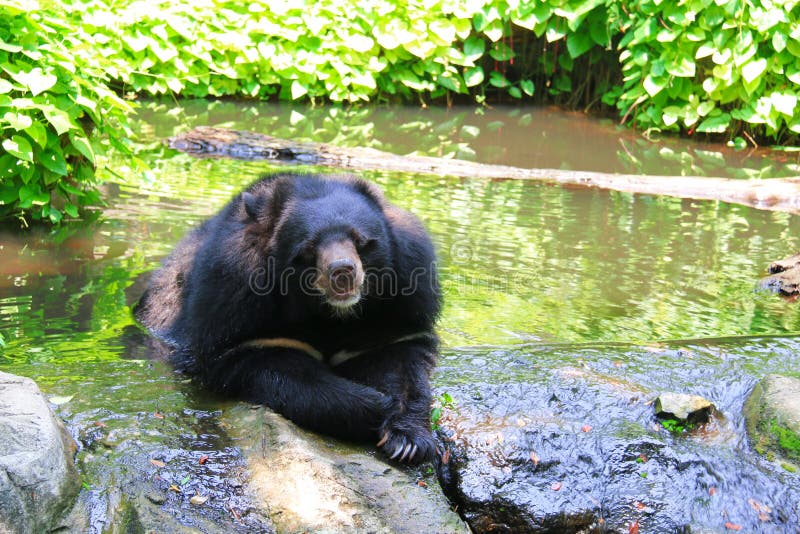 Bear water stock photo. Image of polar, danger, europe - 71045572