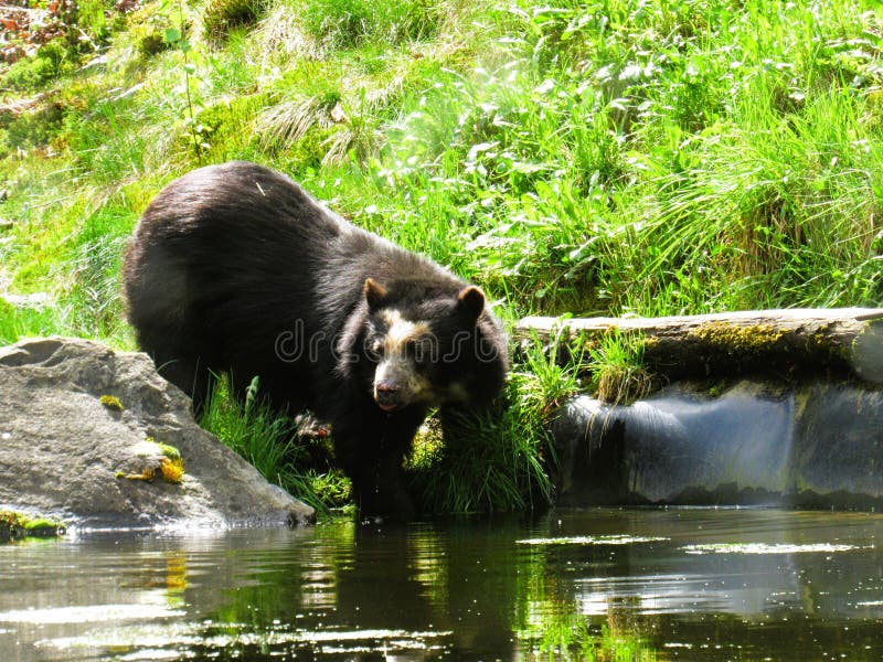 Bear - Wild Animal - Wildness Stock Photo - Image of nature, animal ...