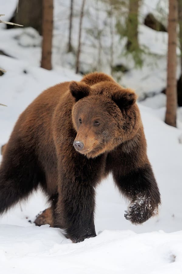 Bear in winter stock photo. Image of funny, look, ursus - 36900398