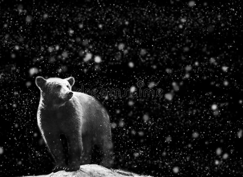 Bear Winter Portrait with Dark and Snow on the Background Stock Photo ...