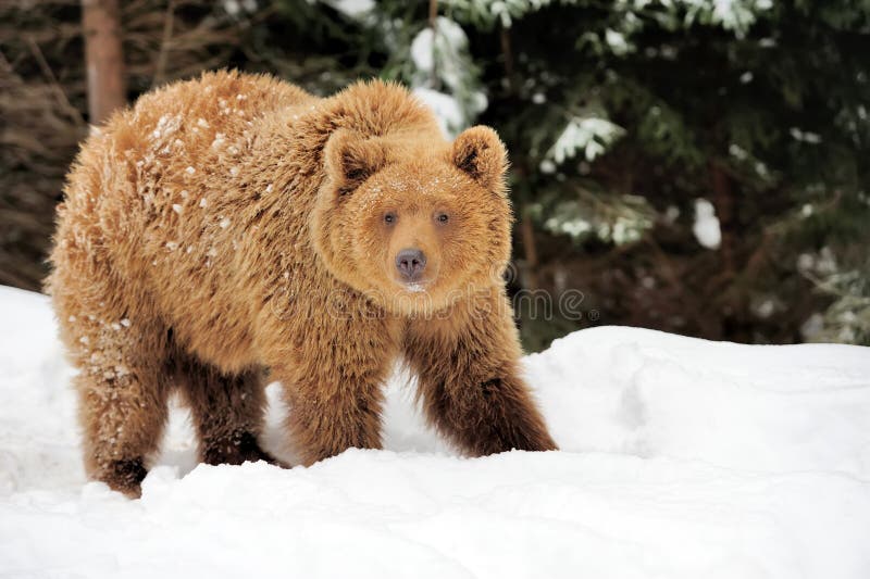 Bear in winter time stock photo. Image of nature, park - 105685284