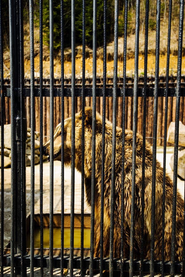 Bear in a zoo cage stock photo. Image of beautiful, dangerous - 156056412