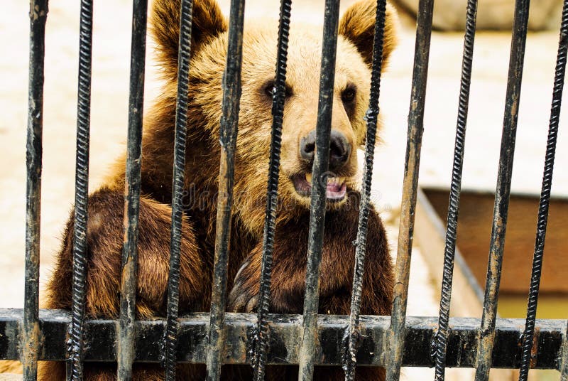 Bear in a zoo cage stock photo. Image of outdoors, furry - 156057224