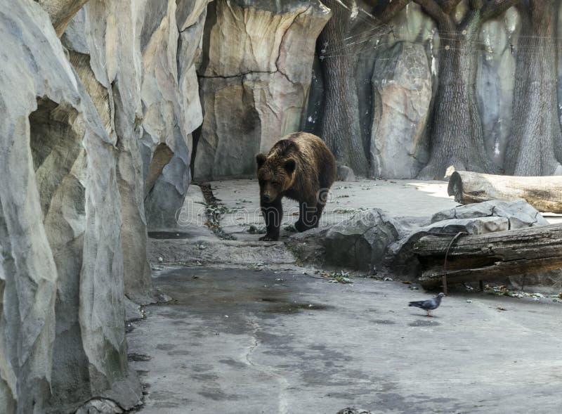 Bear in zoo stock image. Image of predator, animal, deserts - 122025303