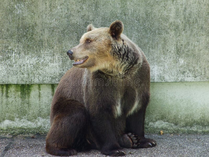 Bear at the zoo in Zagreb editorial photography. Image of park - 132903222