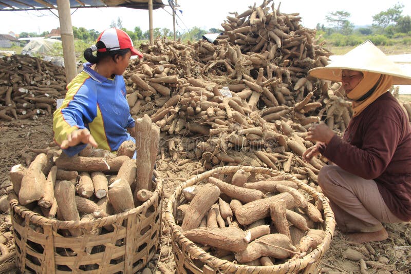 Bearbeta för kassava redaktionell bild. Bild av grönsak - 33801311