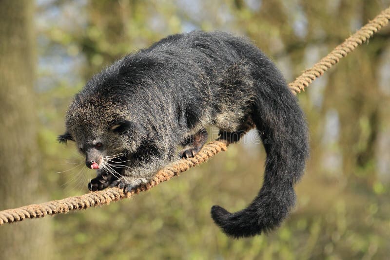 Palawan bearcat stock image. Image of nature, adult, bearcat - 25879439