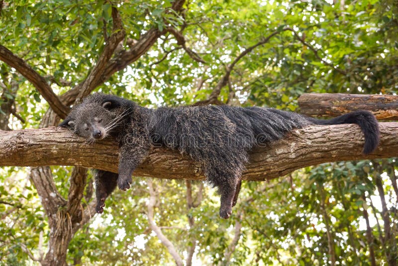 Bearcat stock image. Image of looking, binturong, hairy - 35958123