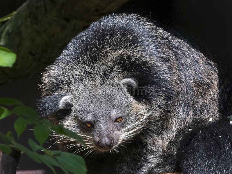 Binturong or Bearcat Baby on a Tree Branch Stock Photo - Image of ...