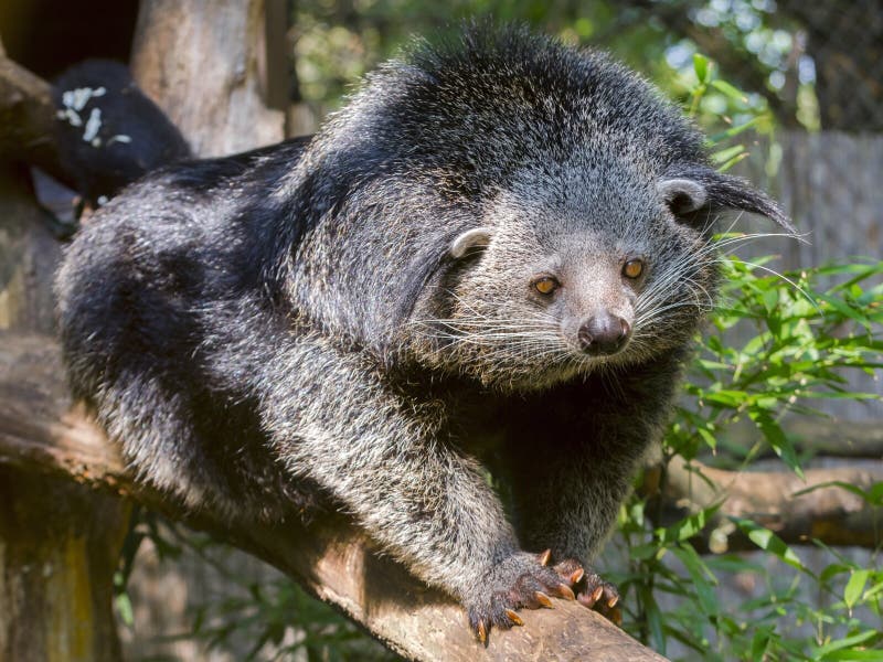 Bearcat of Binturong stock image. Image of viverrid, asian - 77512737