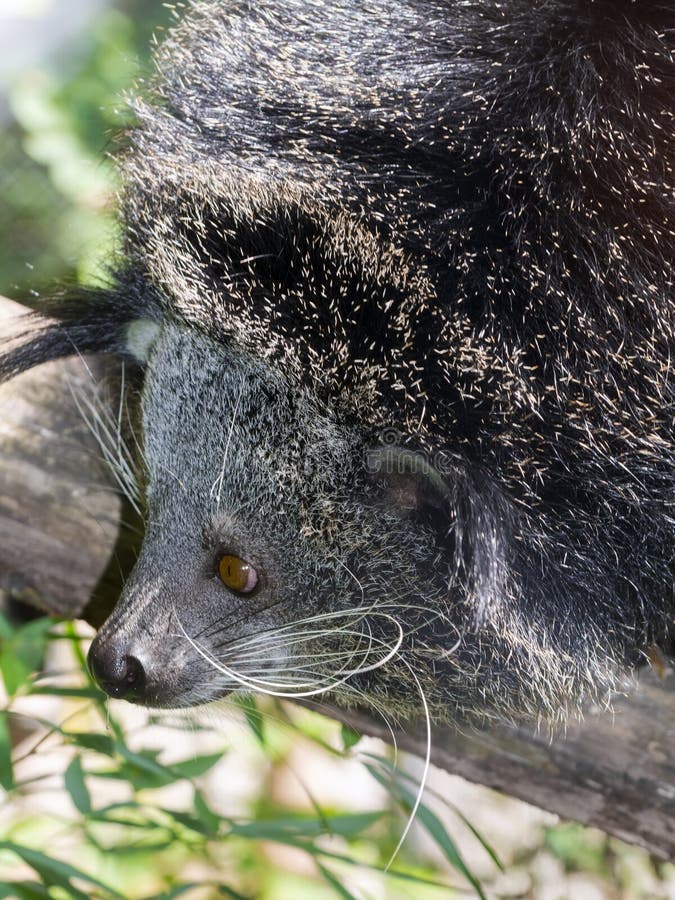 Bearcat of Binturong stock image. Image of black, gray - 77514751