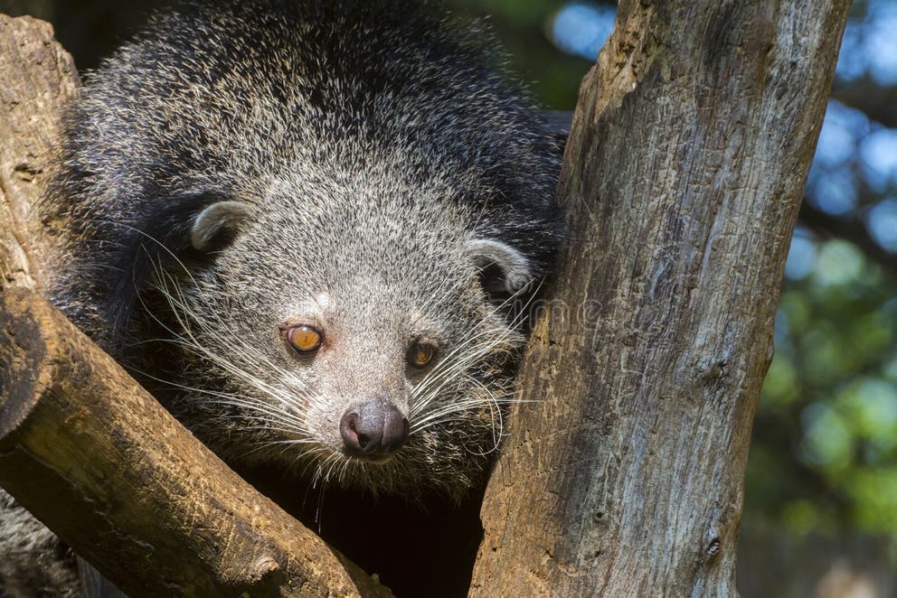 Bearcat of Binturong stock photo. Image of asian, beacat - 77514344