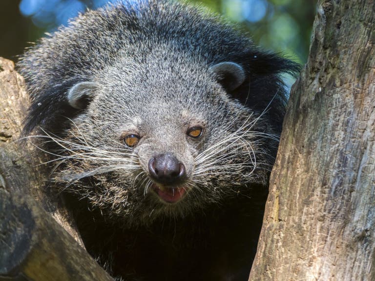 Bearcat of Binturong stock image. Image of black, gray - 77514751