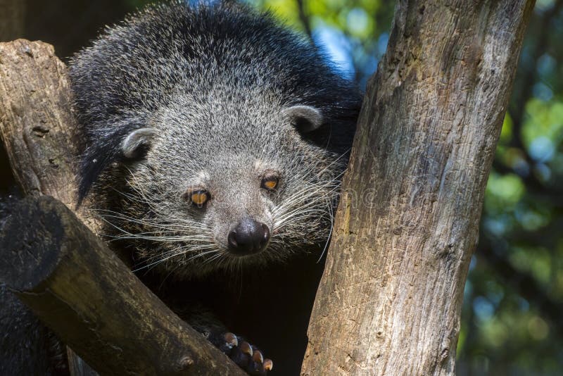 Binturong or Bearcat Baby on a Tree Branch Stock Photo - Image of ...