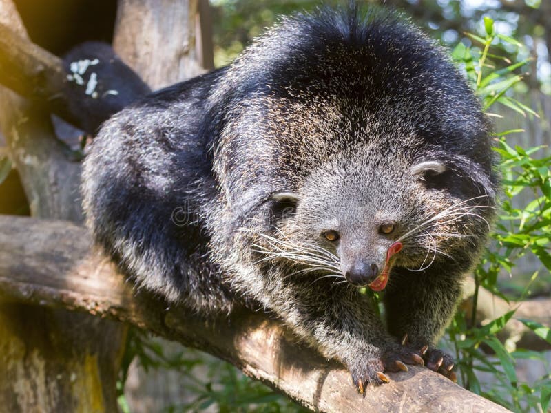 Binturong or Bearcat Baby on a Tree Branch Stock Photo - Image of ...