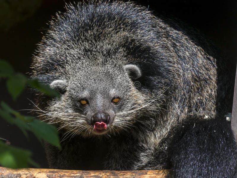 Bearcat of Binturong stock image. Image of gray, viverridae - 77515439