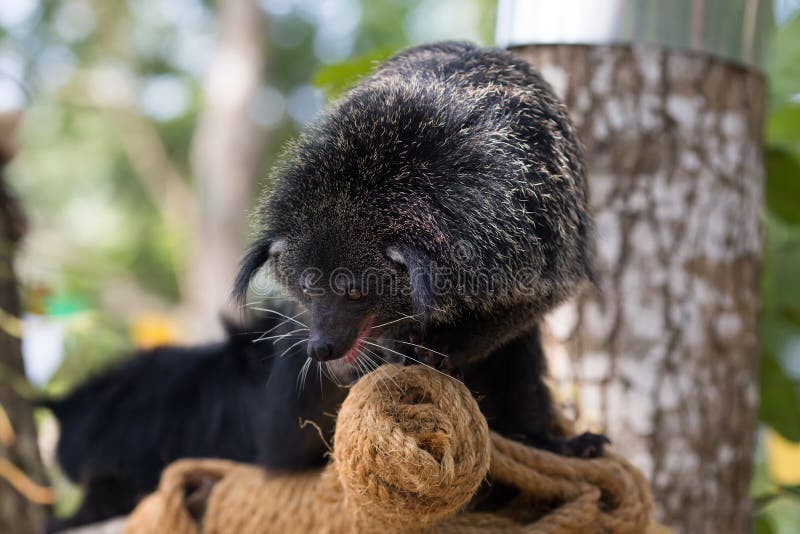 Bearcat Relaxing Day stock photo. Image of cute, carnivore - 35958094