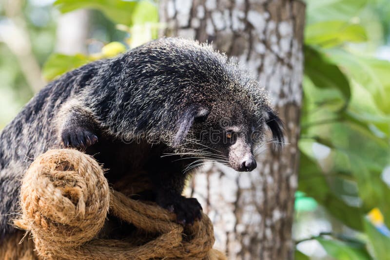 Bearcat stock image. Image of looking, binturong, hairy - 35958123