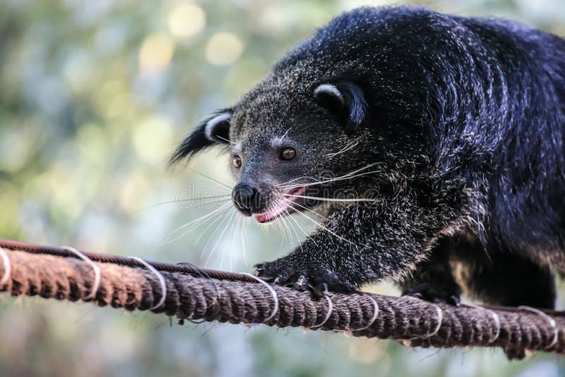Bearcat Relaxing Day stock photo. Image of food, life - 35958948