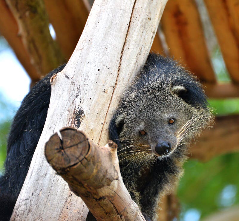Bearcat Relaxing Day stock image. Image of carnivore - 61885069