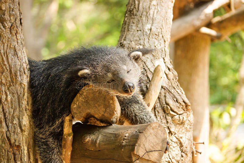 Bearcat sleeping on a tree stock photo. Image of sleeping - 103098330