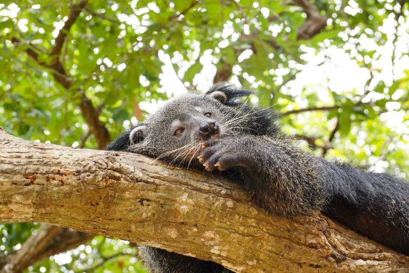 Bearcat sleeping on a tree stock image. Image of sleeping - 103097611