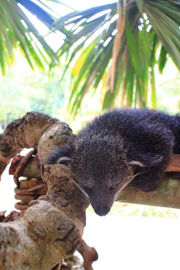 Bearcat editorial stock image. Image of branch, bearcat - 57404794