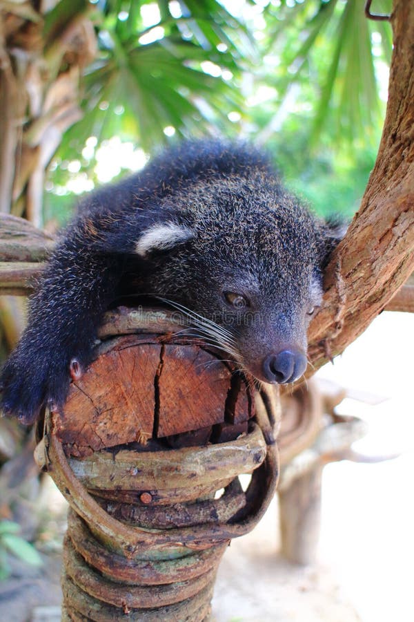 Bearcat stock photo. Image of chonburi, thailand, bearcat - 57142186