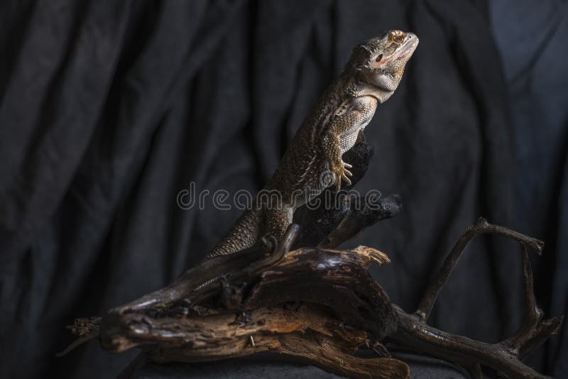 Beard Dragon on a Tree Branch Stock Photo - Image of side, reptile ...