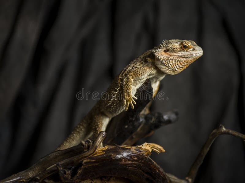 Beard Dragon on a Tree Branch Stock Photo - Image of green, grey: 184574268